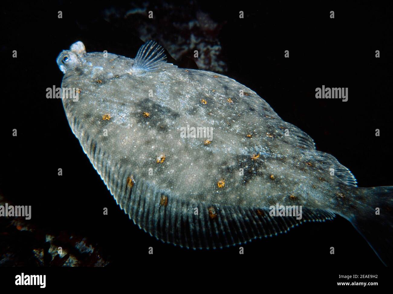European plaice fish pleuronectes platessa hi-res stock photography and ...