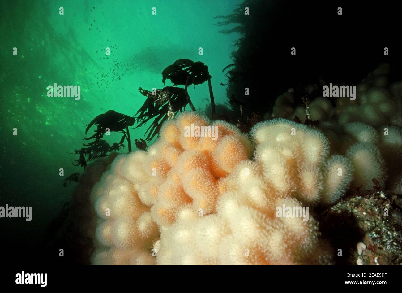Dead man’s fingers coral uk hi-res stock photography and images - Alamy
