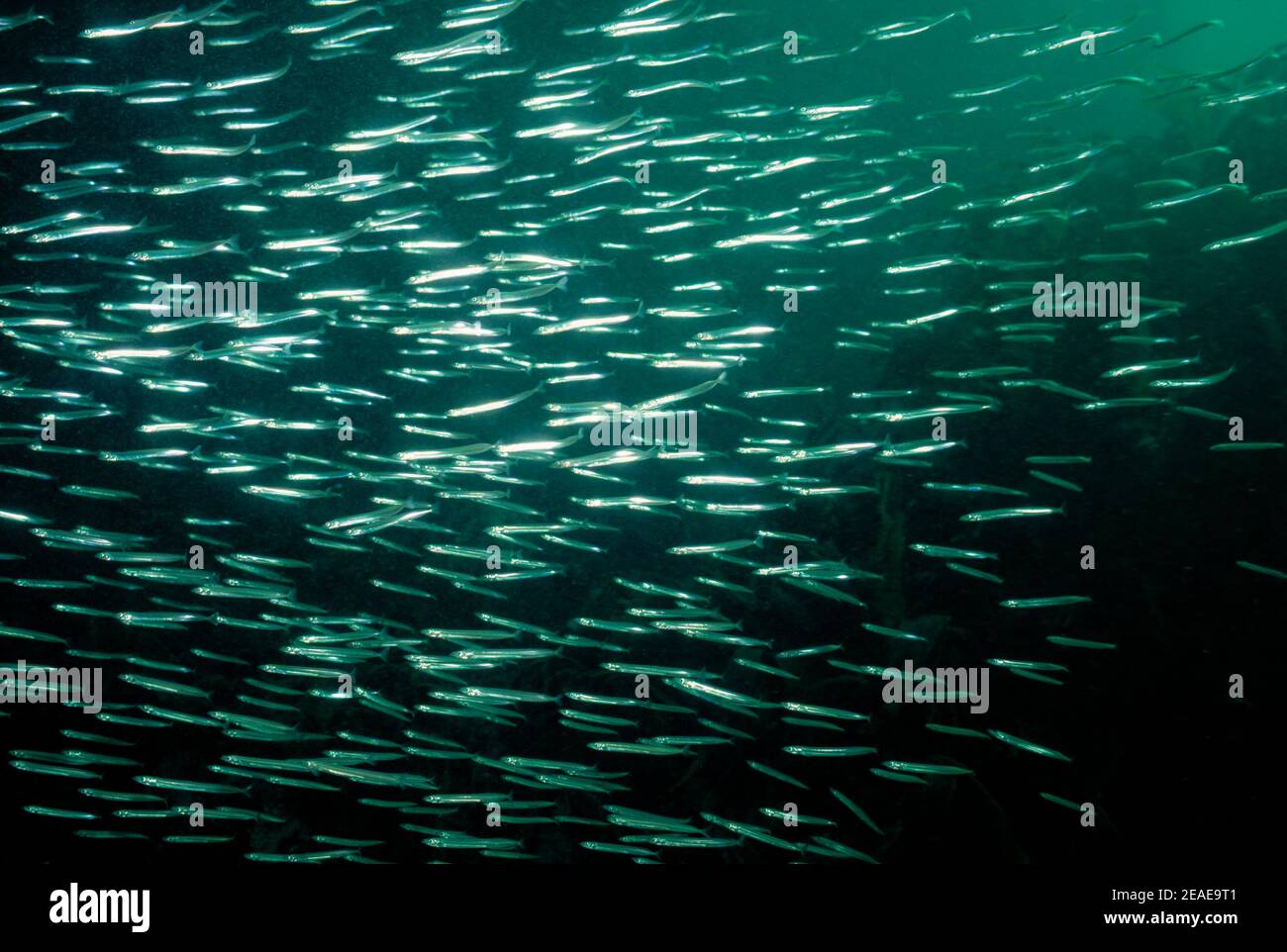 Sand eel (Ammodytes tobianus) shoal in coastal waters, UK Stock Photo ...