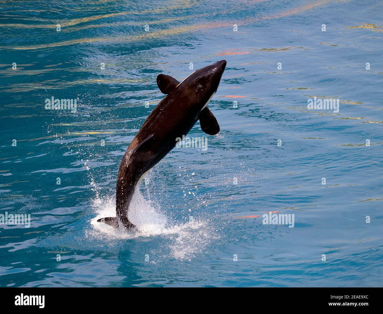Orca Jumping Backwards