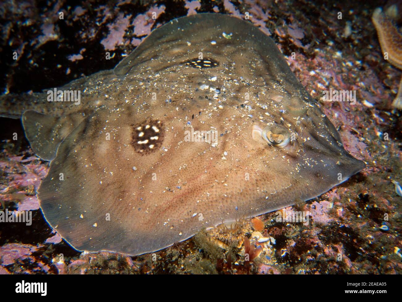 Cuckoo ray (Raja naevus) on the seabed, UK Stock Photo - Alamy