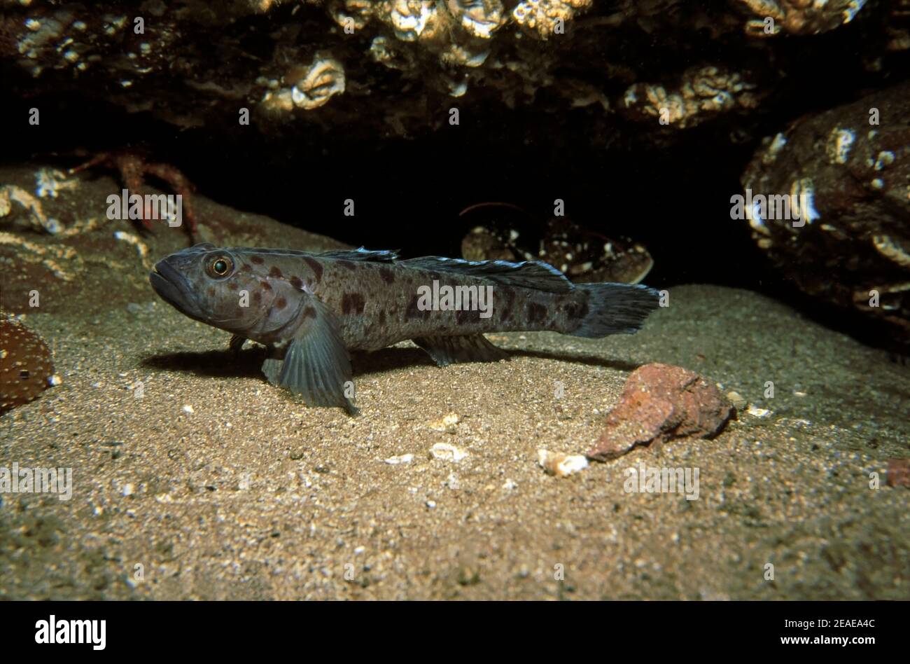 Leopard-spotted goby (Thorogobius ephippiatus) outside its rock crevice ...