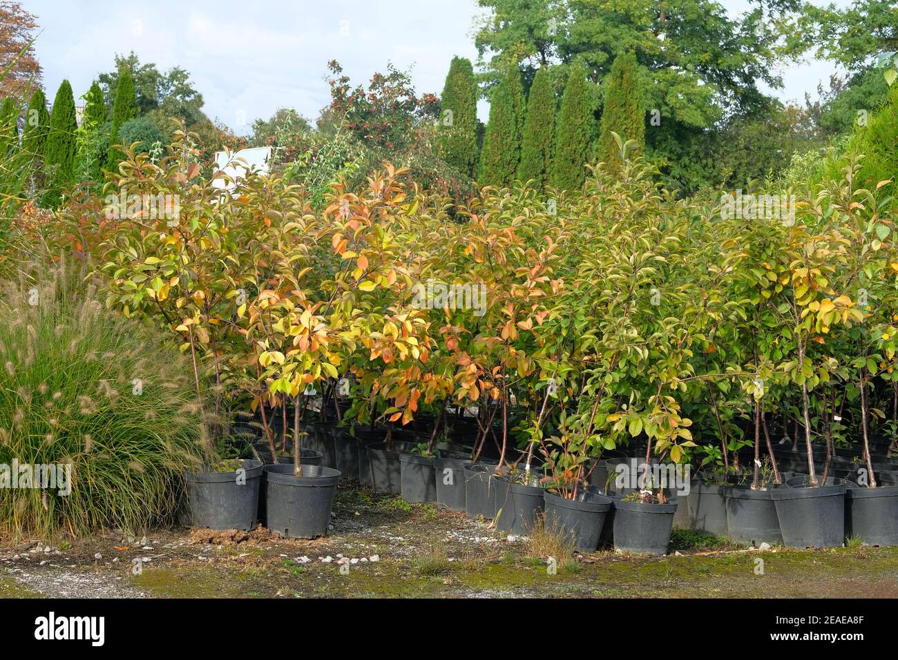 Garden shop. Diversity of seedlings of trees in pots in garden store ...