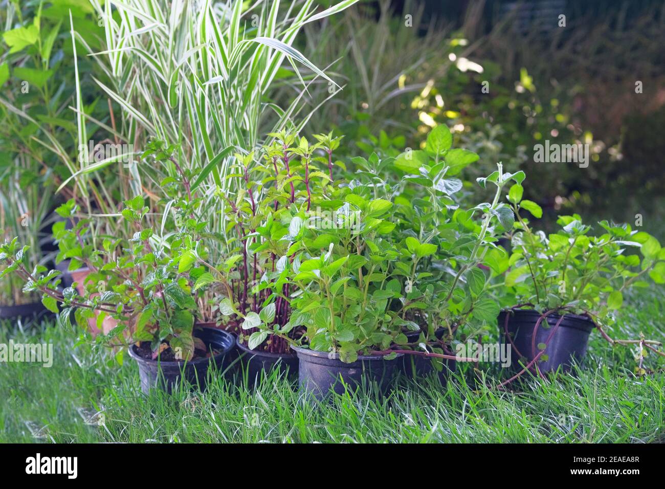 Green young mint melissa plants hi-res stock photography and images - Alamy