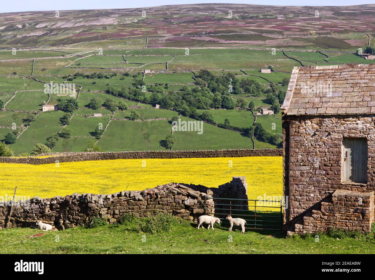 View of Swaledale, near the village of Low Row, Yorkshire Dales ...