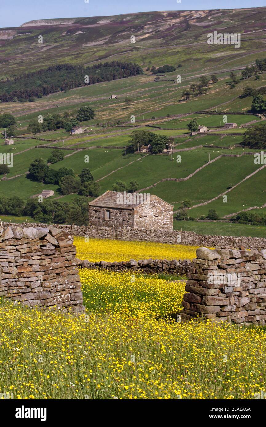View of Swaledale, near the village of Low Row, Yorkshire Dales ...
