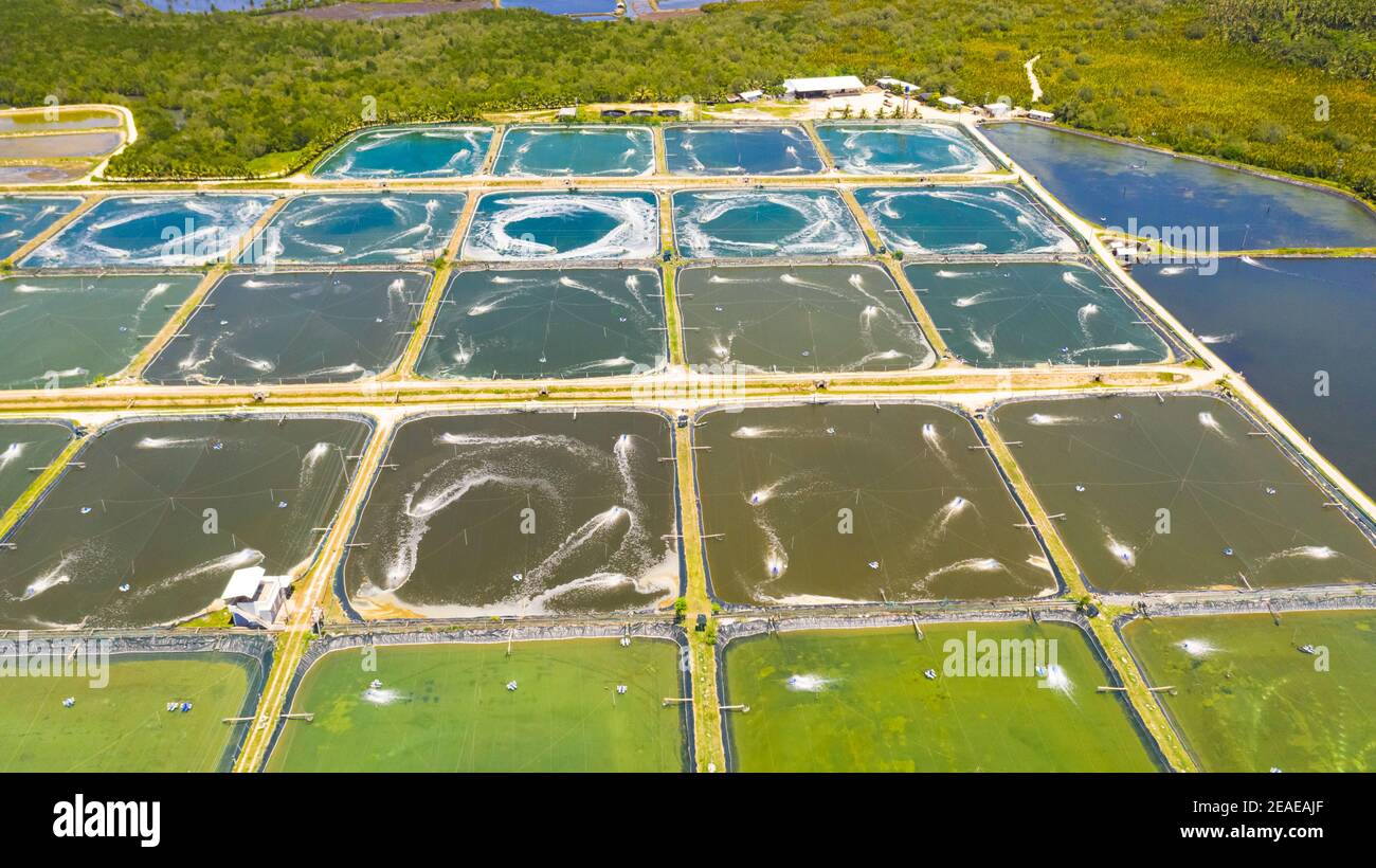 Shrimp Farming Philippines
