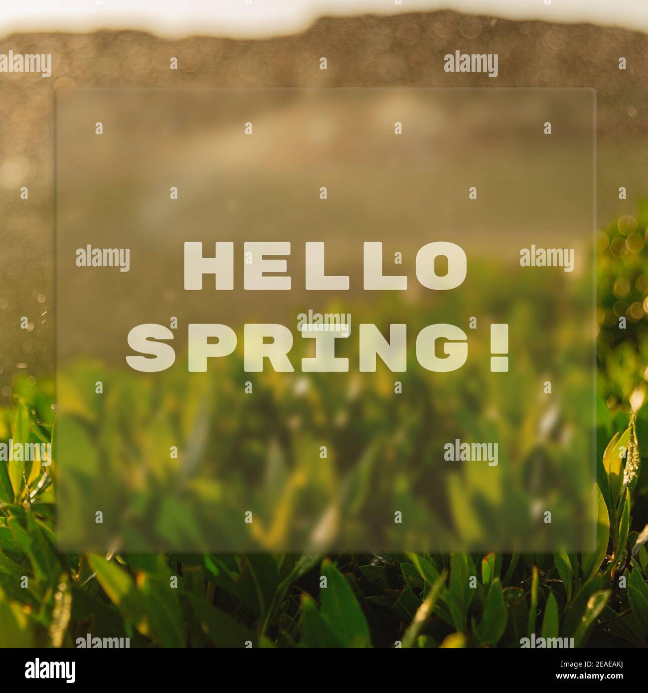 Hello spring written not against fresh green grass background Stock ...