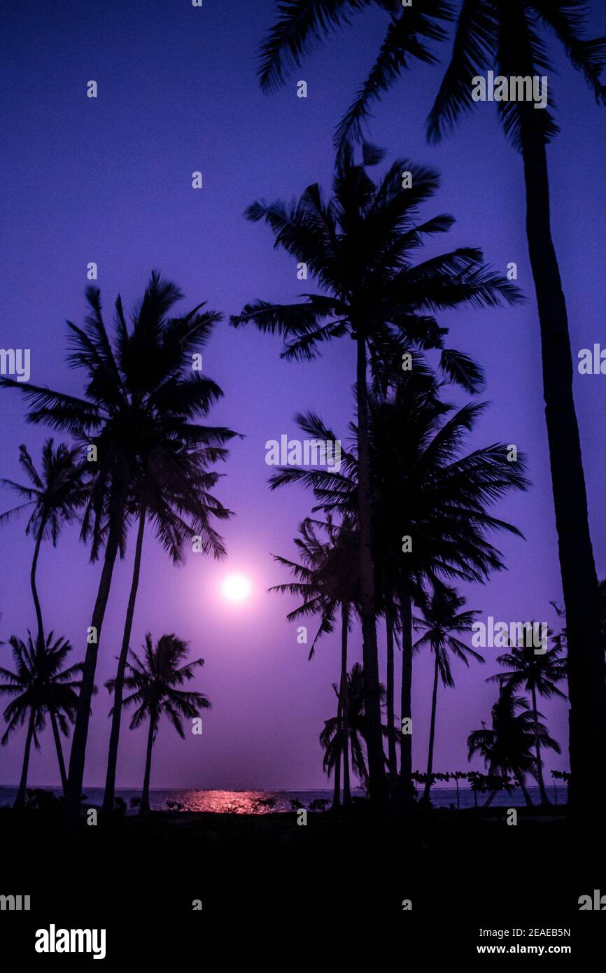 Amazing Sunset in a Coconut Palm Tree Plantation Beach in Siargao ...