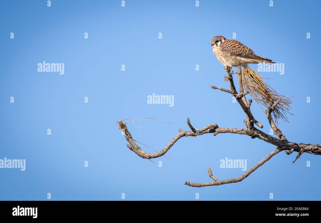 Falcon on a tree hi-res stock photography and images - Alamy