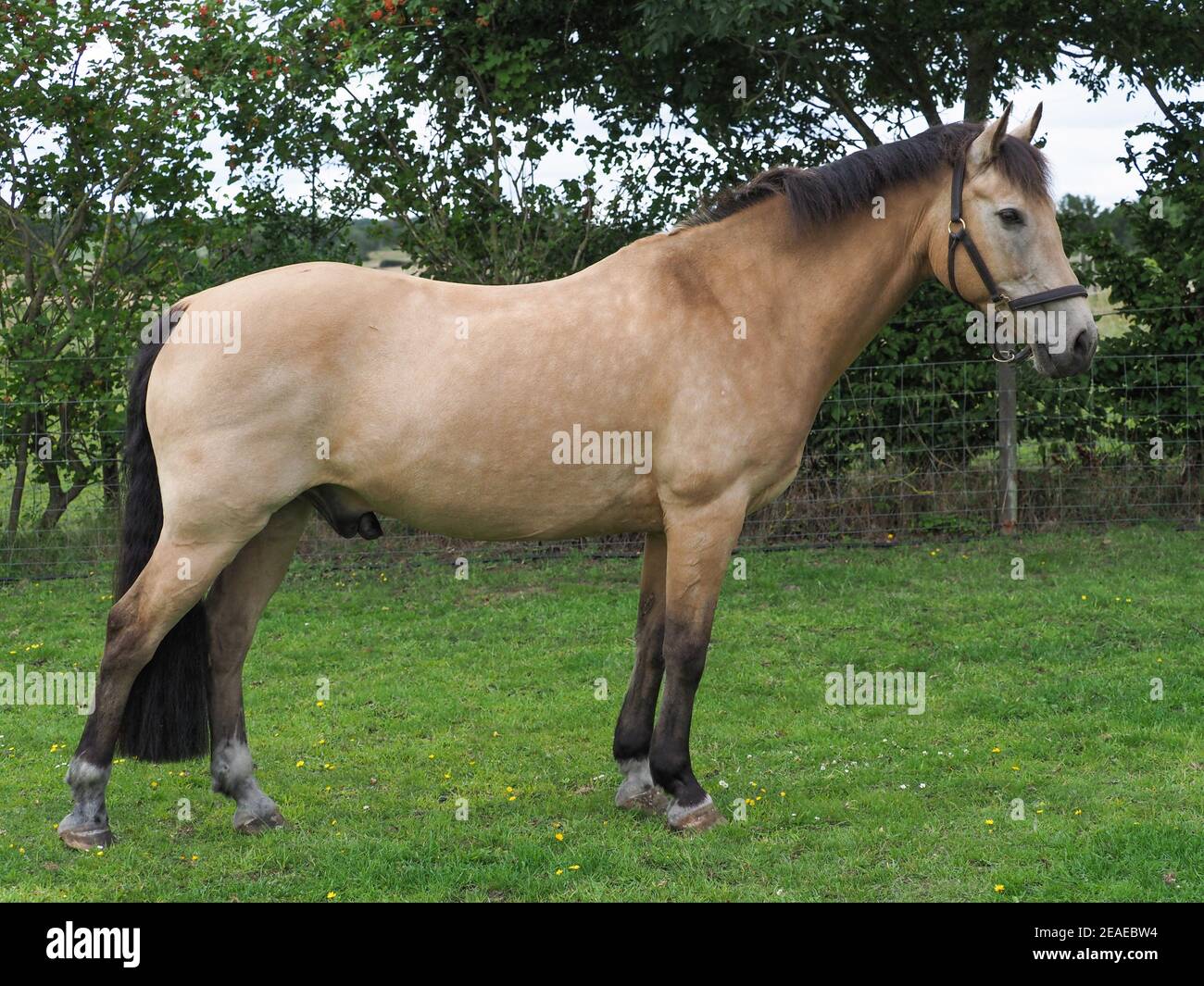 Red Dun Horses Dun Horse Hi Res Stock Photography And Images Alamy