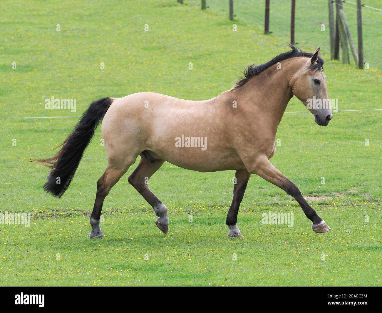 A pretty Dun horse plays at liberty in a paddock Stock Photo - Alamy