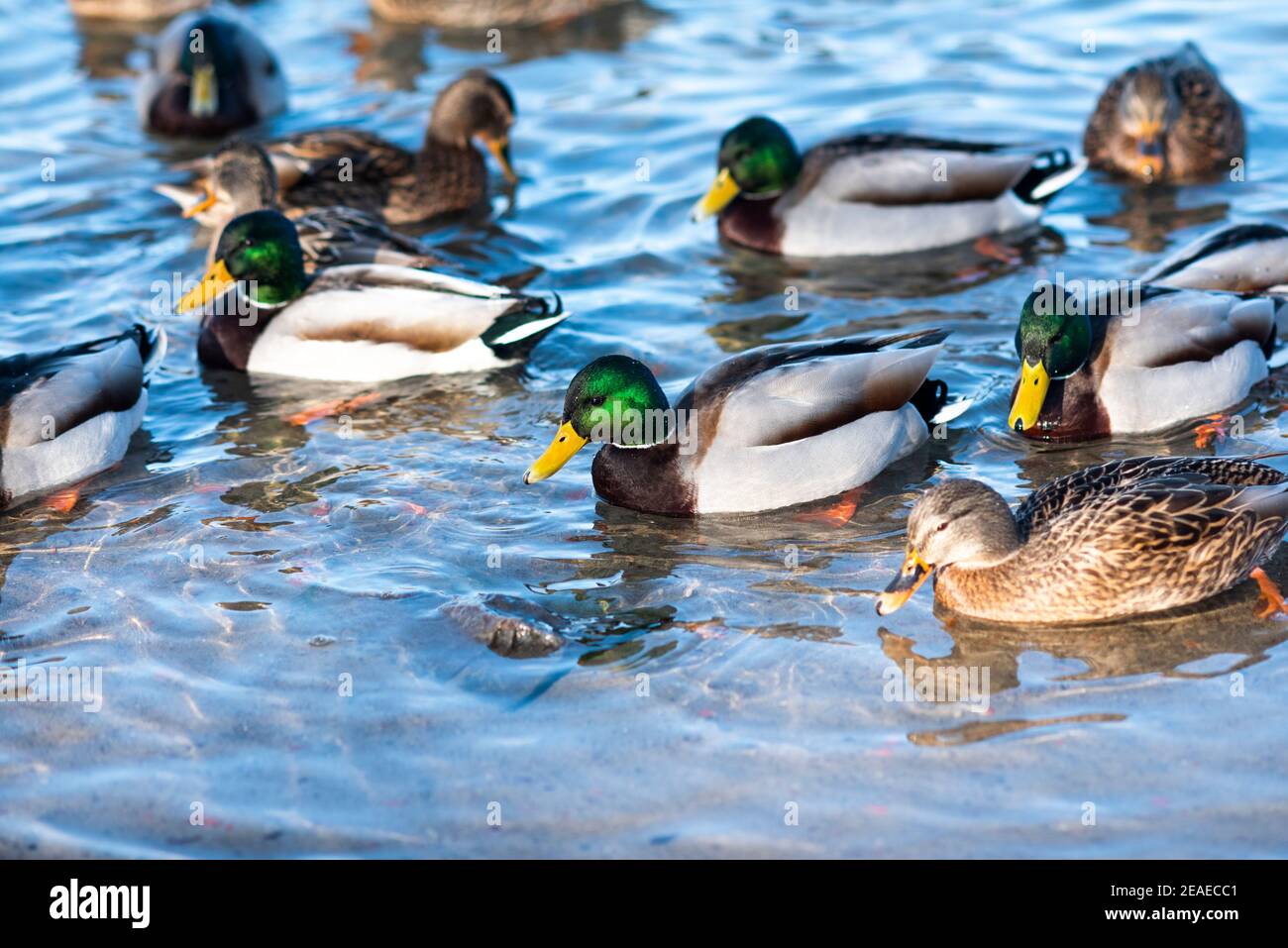 Group duck birds floating in hi-res stock photography and images - Alamy