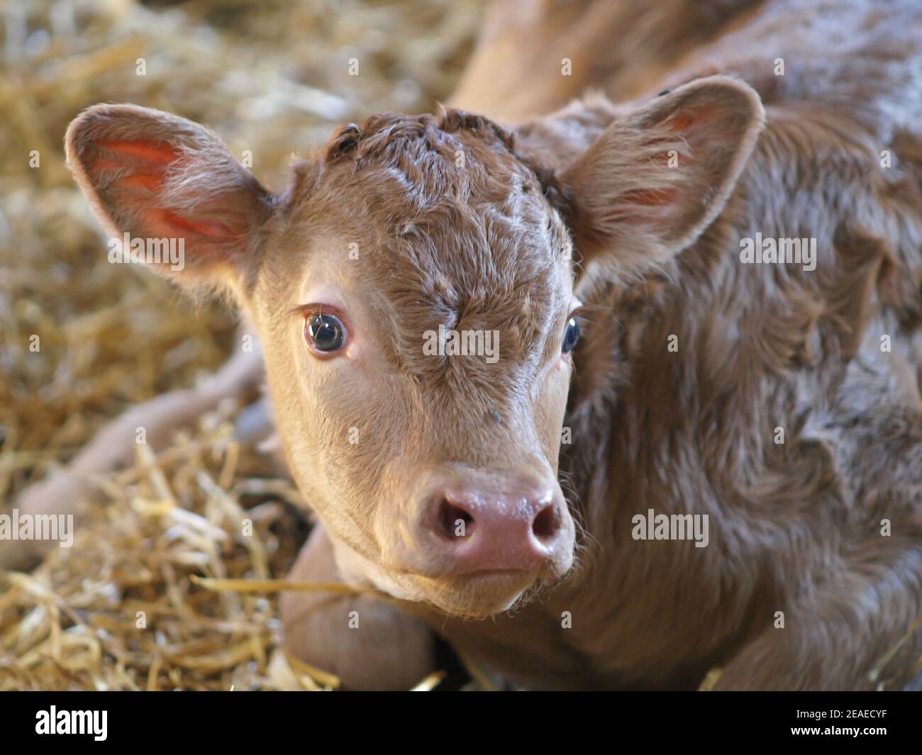 New born bull calf hi-res stock photography and images - Alamy