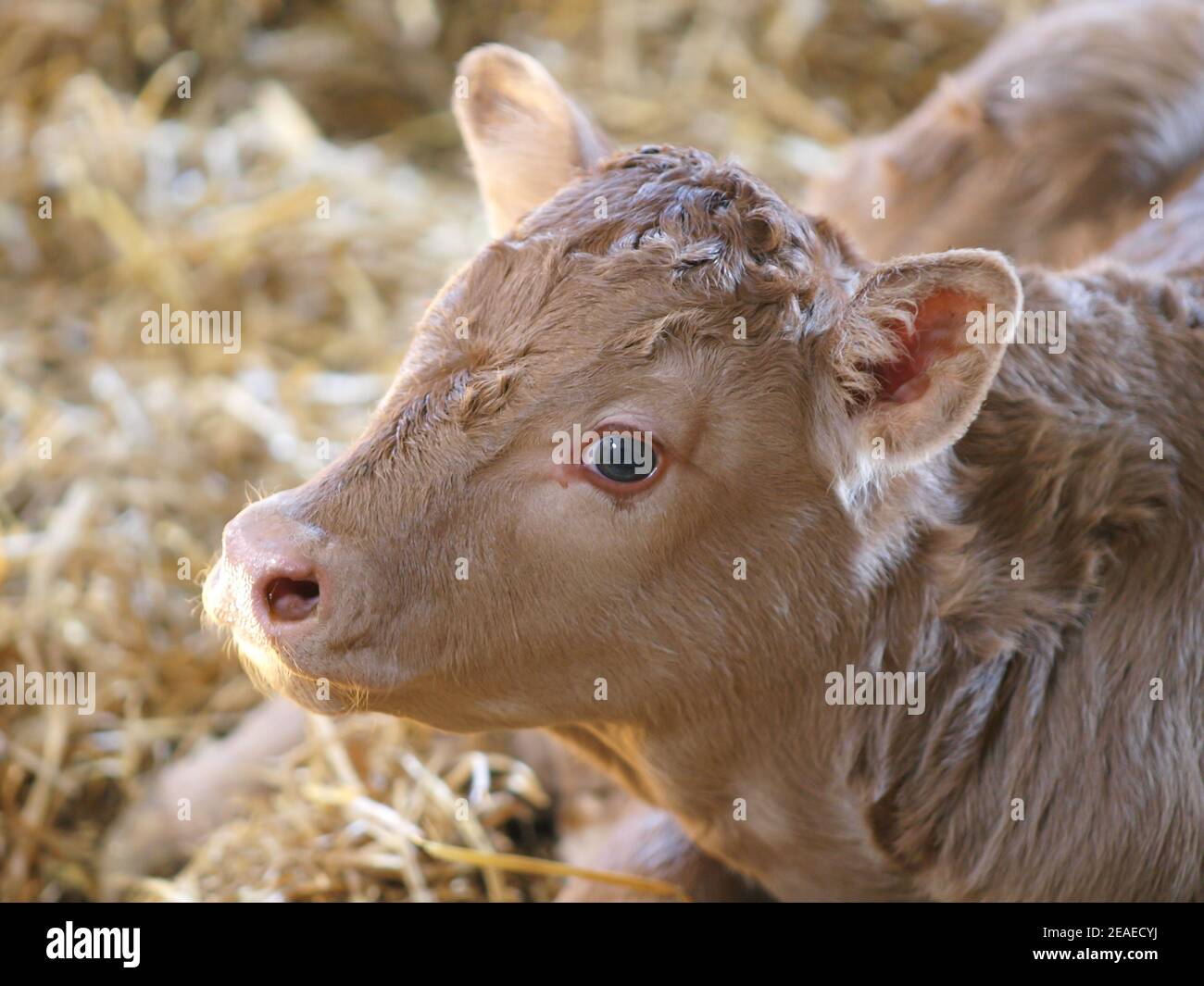 A headshot of a new born calf in a barn Stock Photo - Alamy