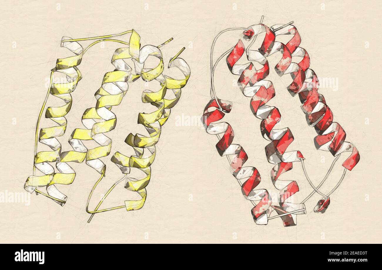 Interferon beta protein. Cytokine used to treat multiple sclerosis (MS ...