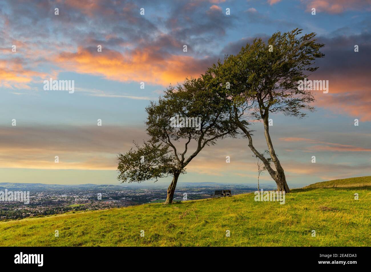 Wind swept trees hi-res stock photography and images - Alamy