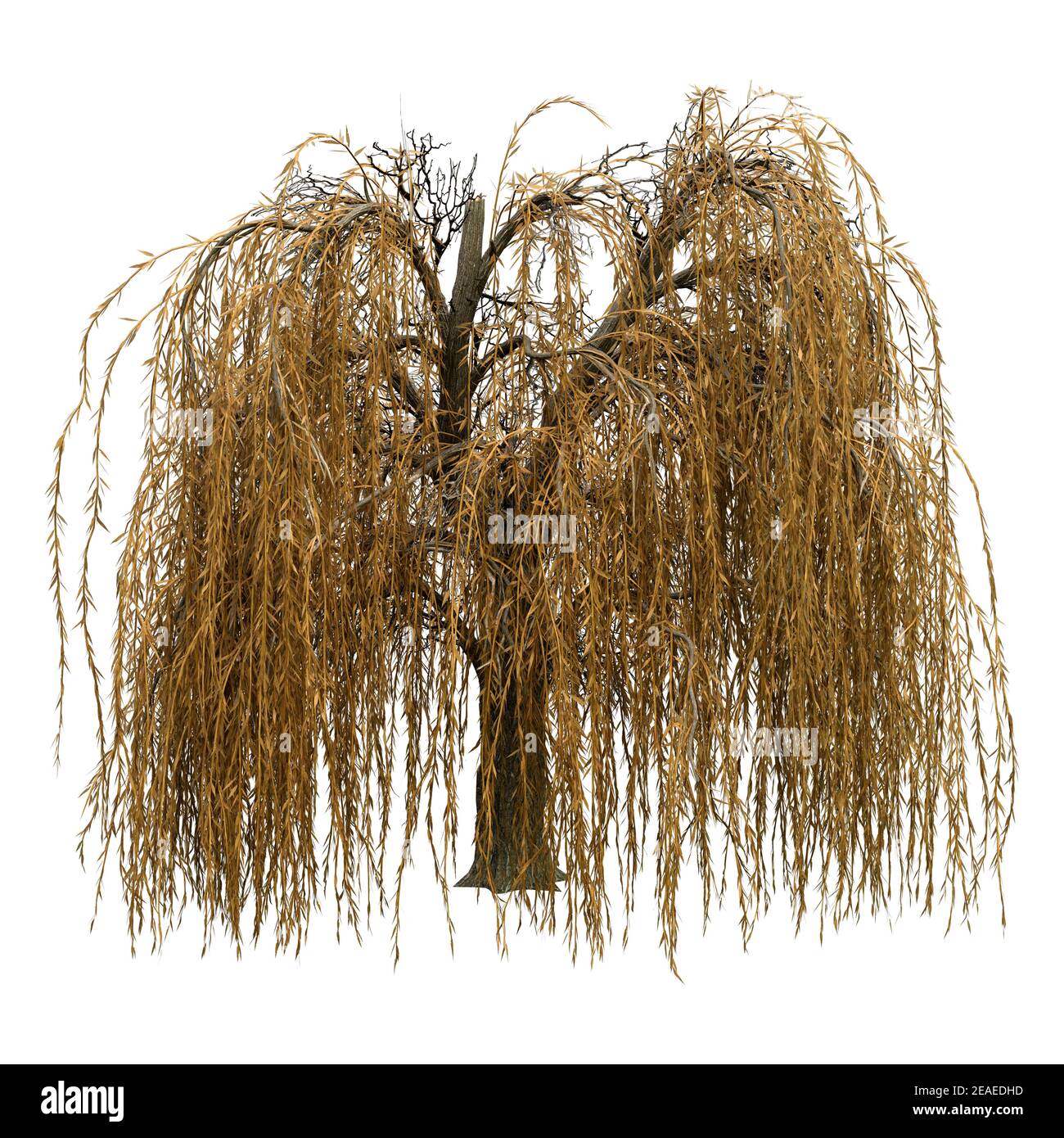 3D rendering of a yellow weeping willow or isolated on white background ...
