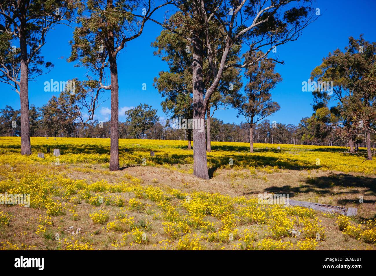 Hunter Valley Landscape in Australia Stock Photo - Alamy