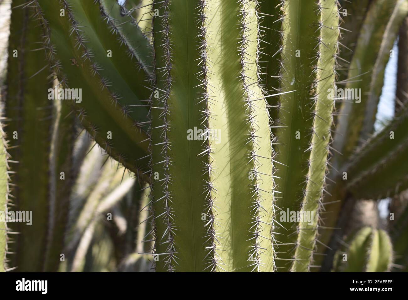 Close up green columnar cacti hi-res stock photography and images - Alamy