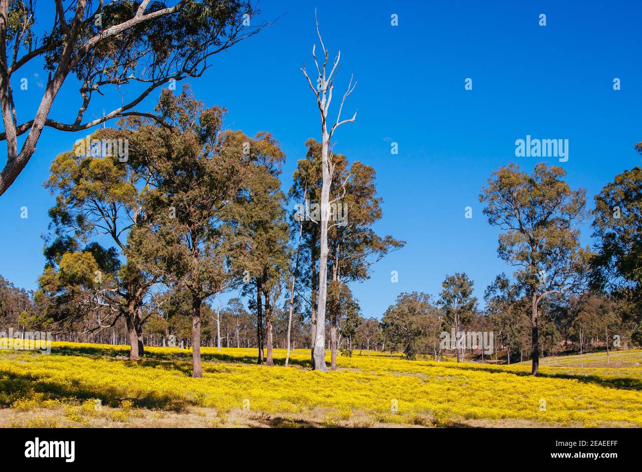 Hunter Valley Landscape in Australia Stock Photo - Alamy