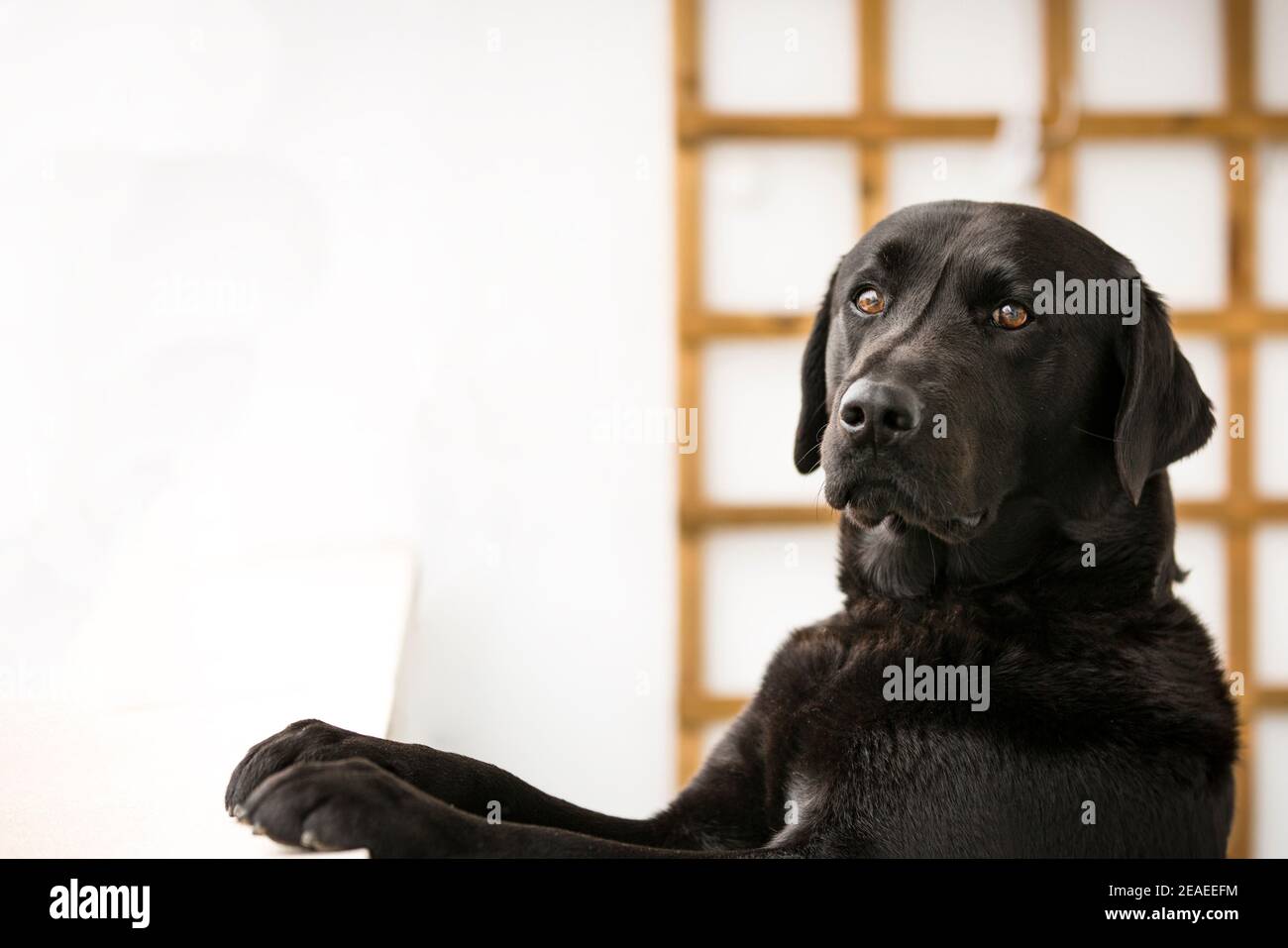 Black dog leaning out the window at home. Copyspace. Cute animal ...