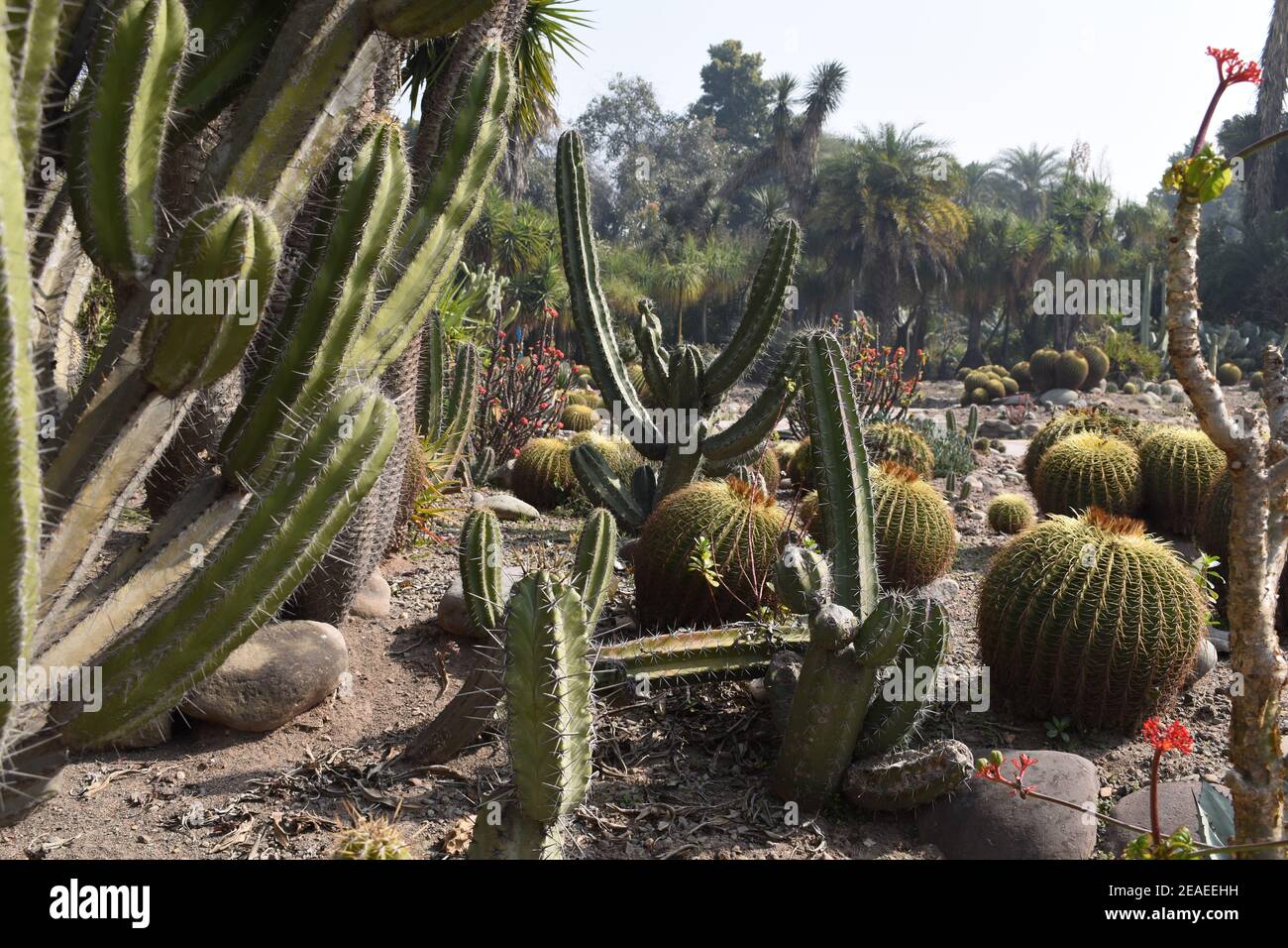 View of different types of cactus and succulents Stock Photo - Alamy