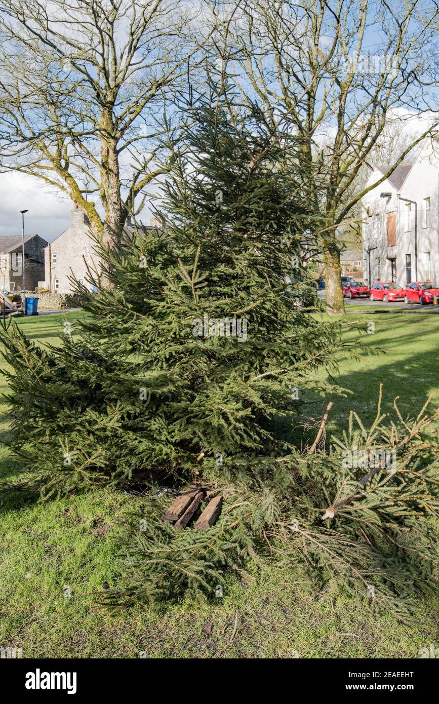 Taking down christmas tree hi-res stock photography and images - Alamy