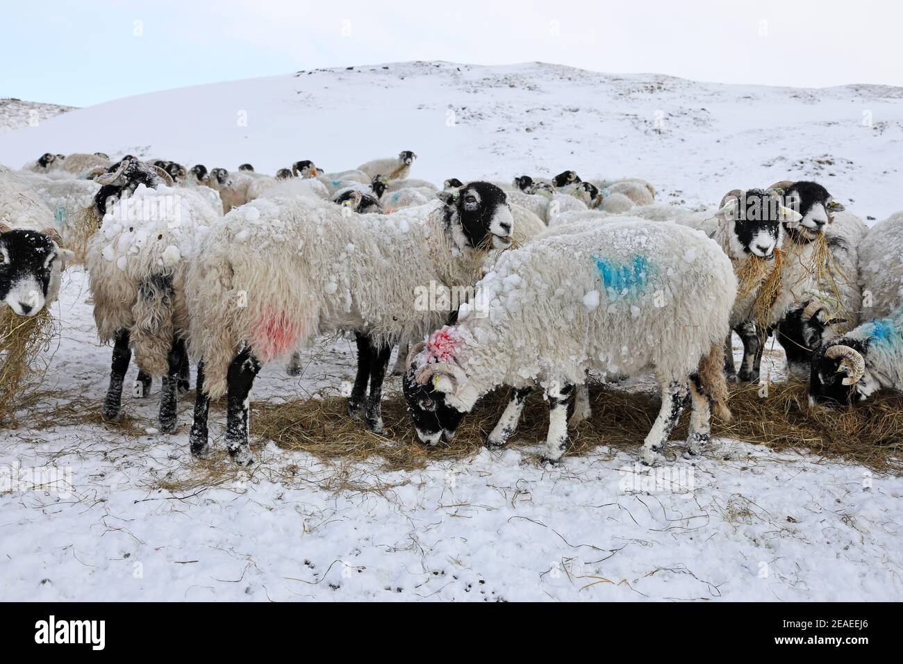 Strong sheep hi-res stock photography and images - Alamy