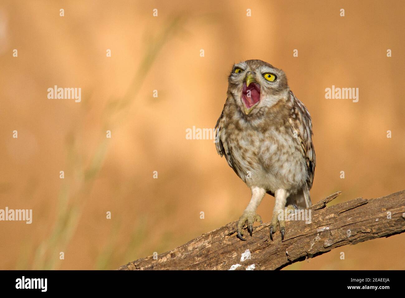 Yawning owl hi-res stock photography and images - Alamy