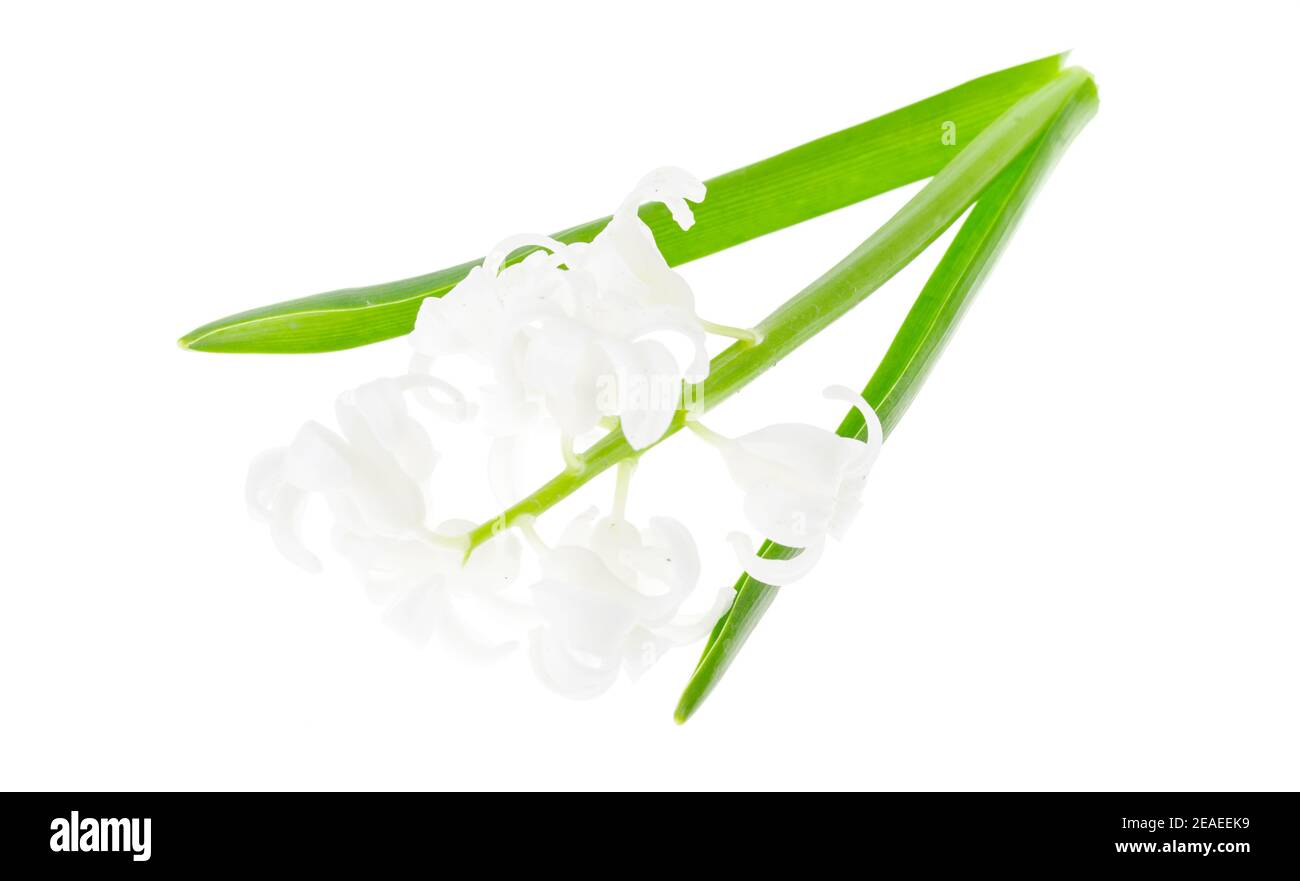 Womens day violet background Cut Out Stock Images & Pictures - Alamy