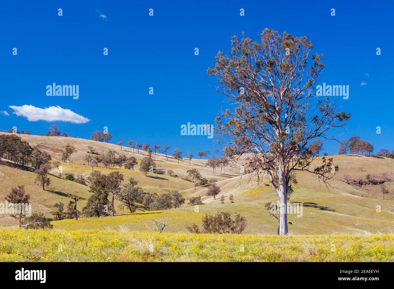 Hunter Valley Landscape in Australia Stock Photo - Alamy