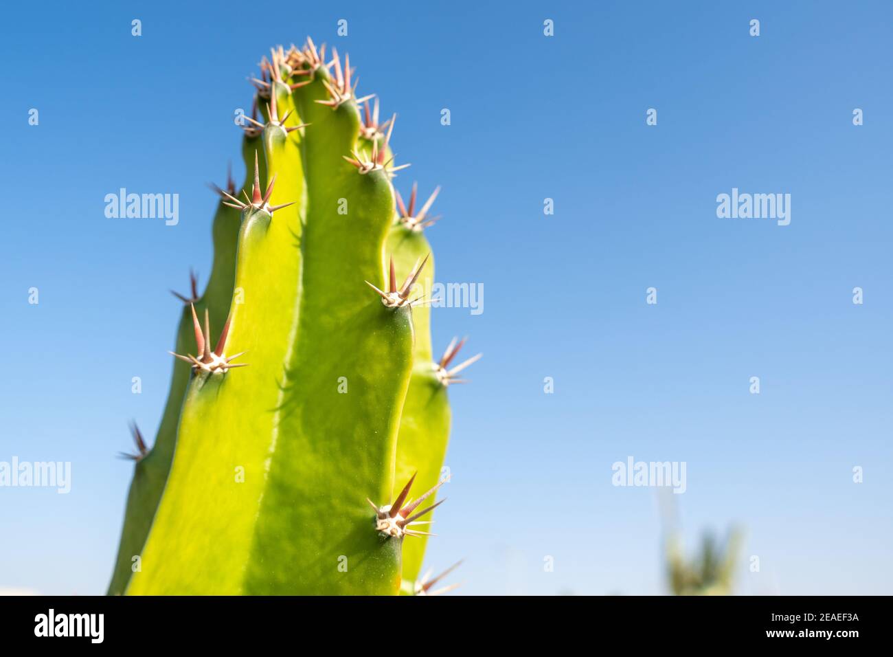 Long living cactus hi-res stock photography and images - Alamy