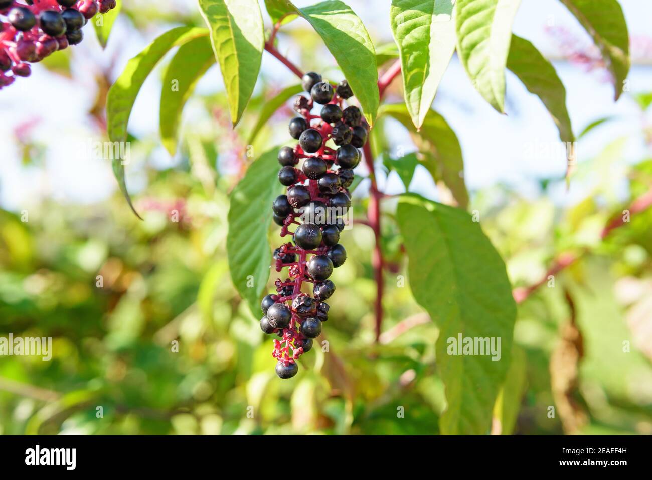 Phytolacca americana, as American pokeweed, pokeweed, poke sallet, dragonberries a herbal plant ...
