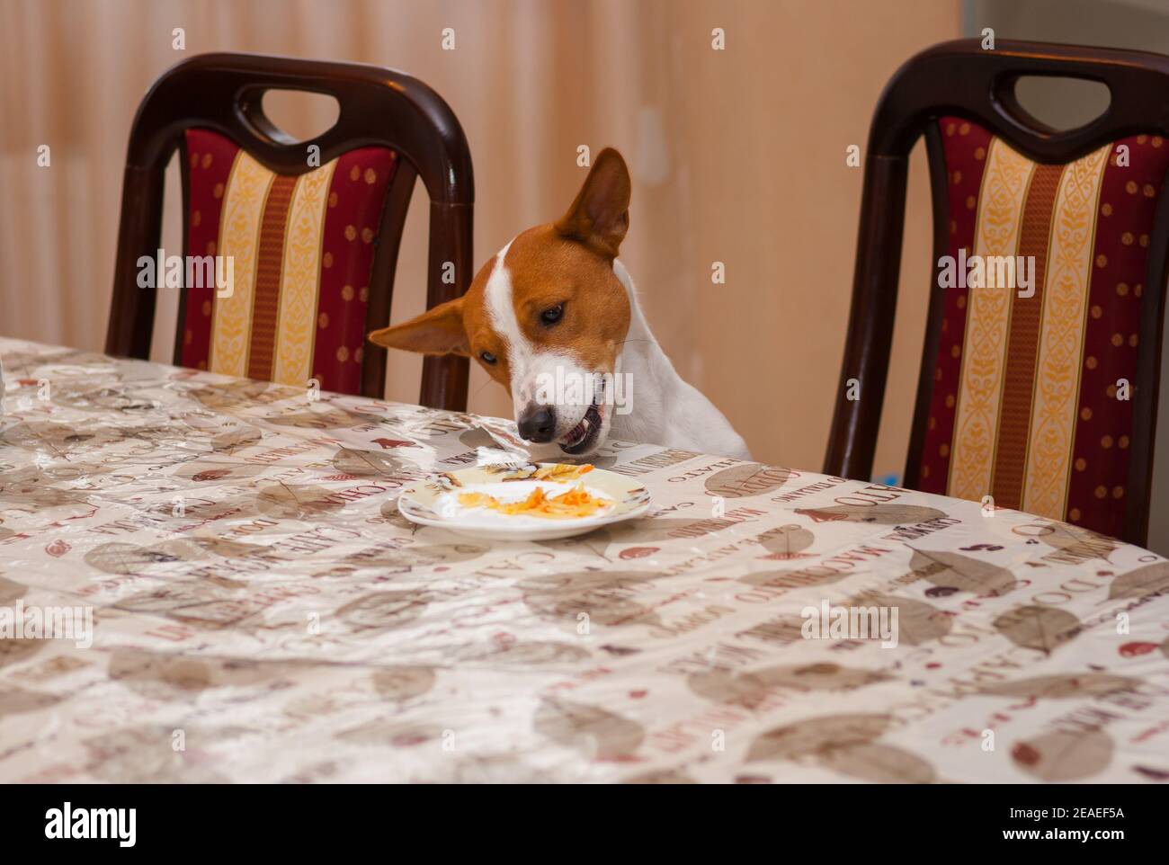 Bad mannered basenji opened mouth and ready to pinch those yummy human ...
