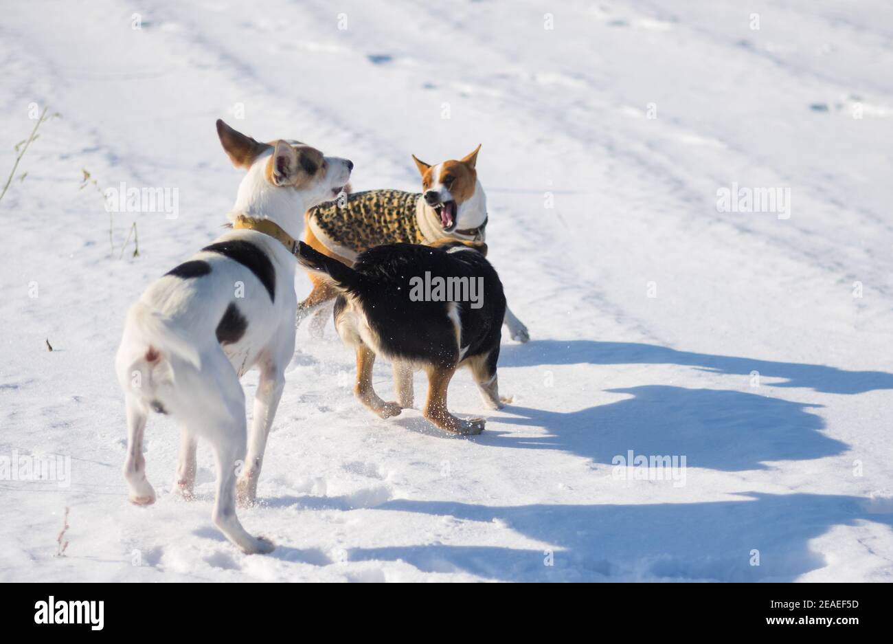 Basenji dog wearing winter coat fighting off with two bigger mixed ...