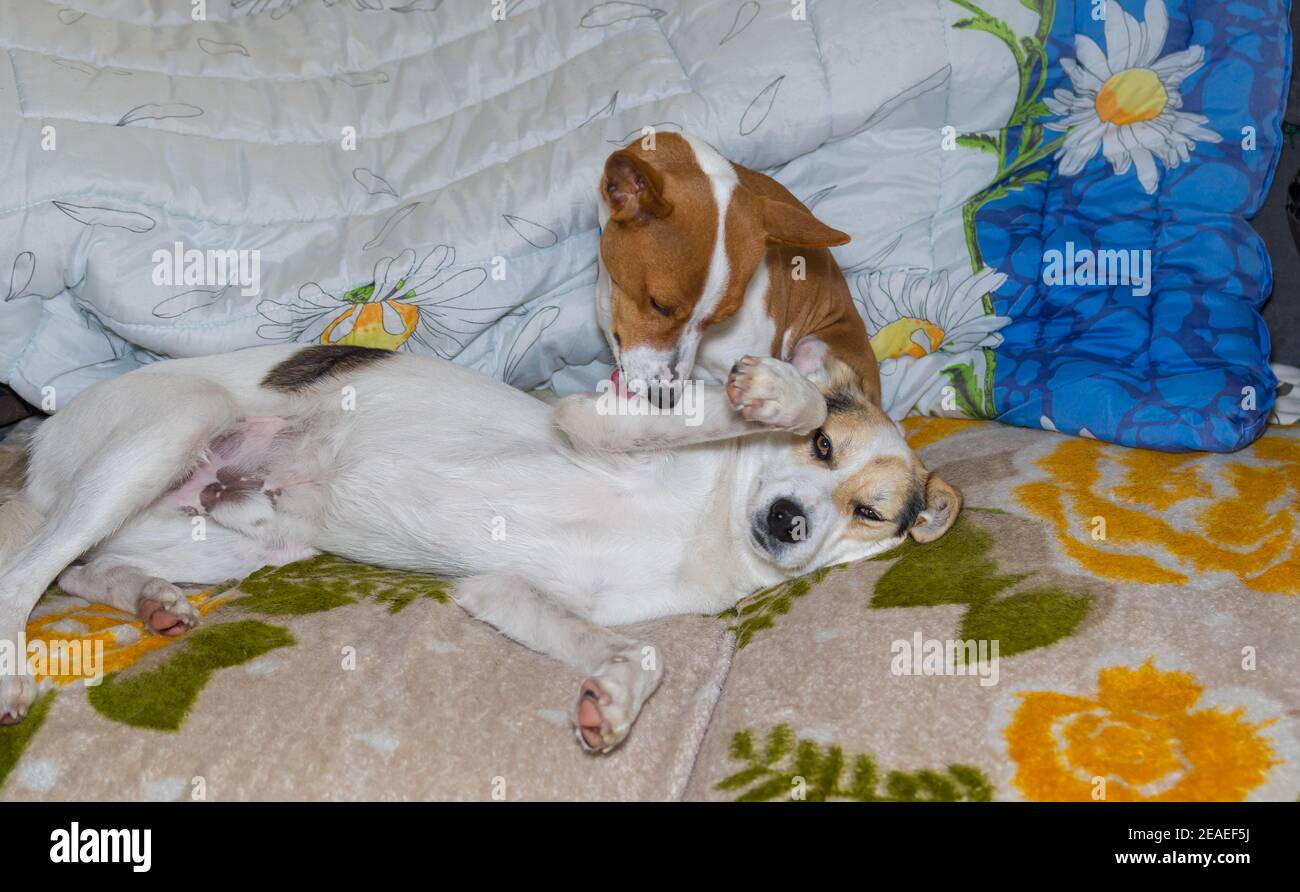 Basenji cross breed hi-res stock photography and images - Alamy