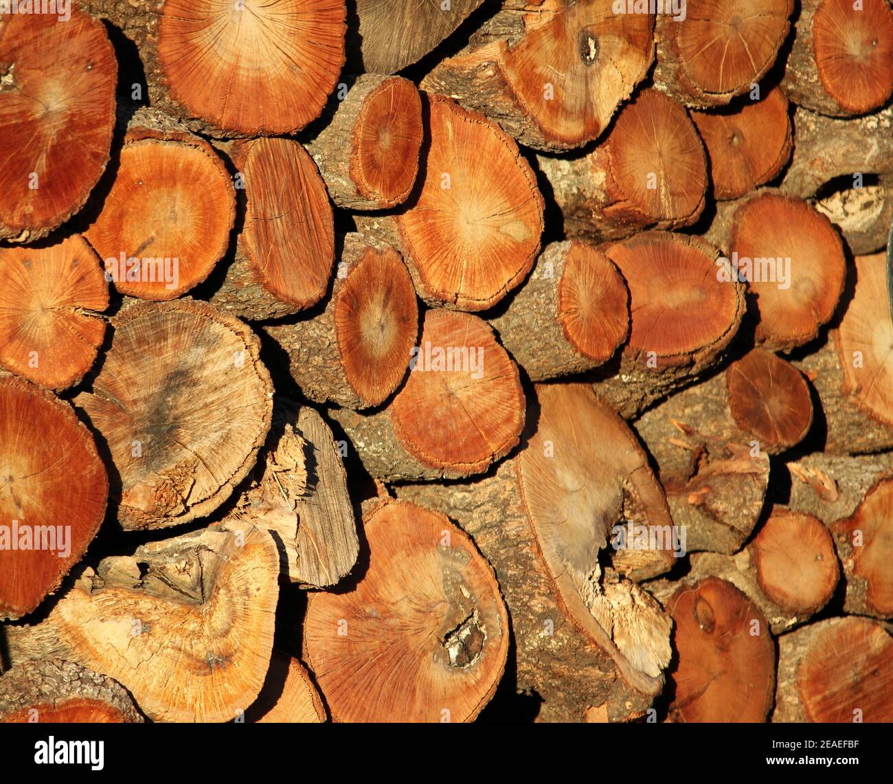 Oak firewood logs in a woodpile Stock Photo - Alamy