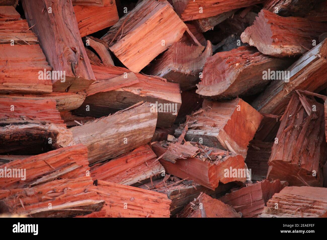Eucalyptus firewood logs Eucalyptus firewood logs in a firewood stack ...