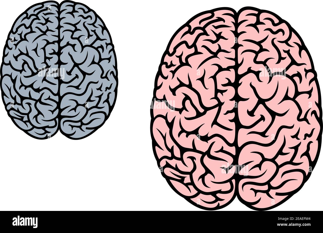 Human brain lobes Stock Vector Images - Alamy