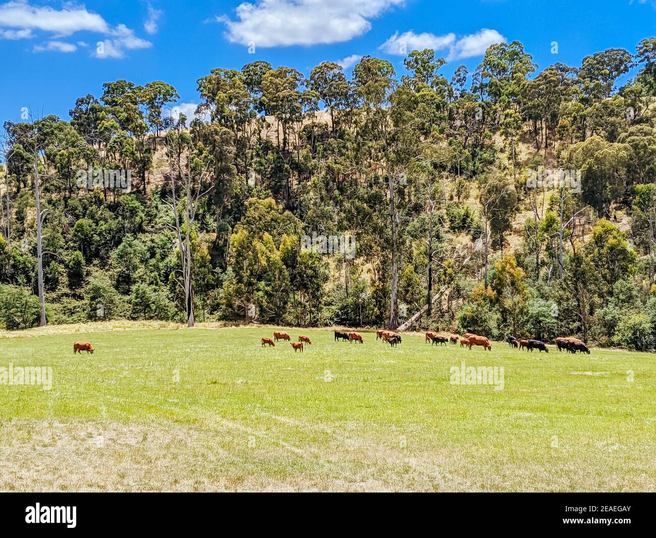 Victorian countryside australia hi-res stock photography and images - Alamy
