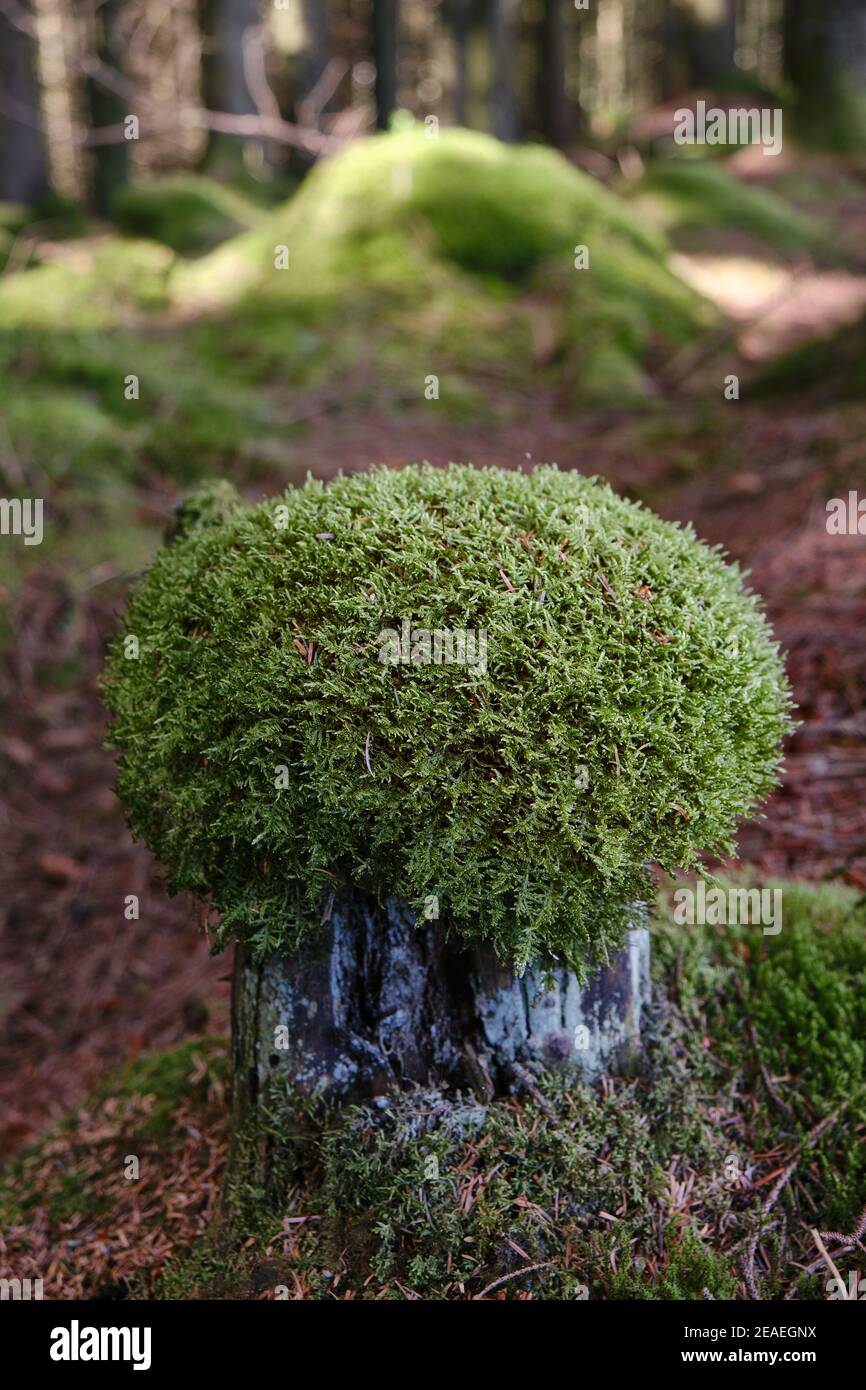 Mushroom shaped tree hi-res stock photography and images - Alamy