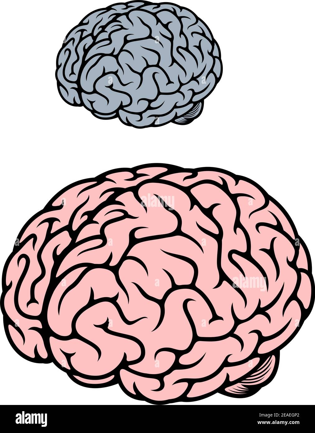 Detailed human brain in gray and red colours isolated on white ...