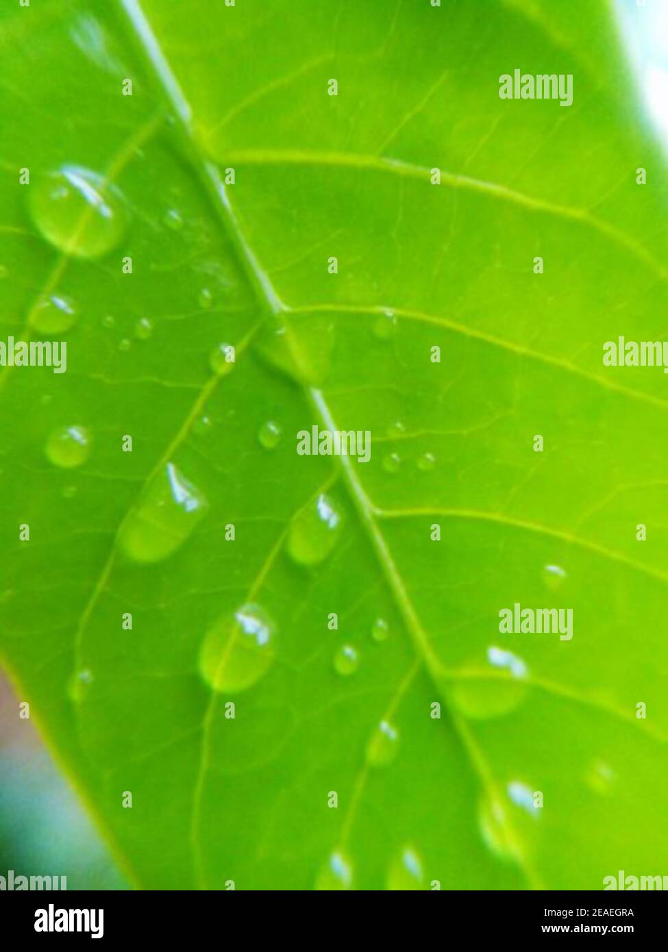 Water drops on the garden plant lea Stock Photo - Alamy