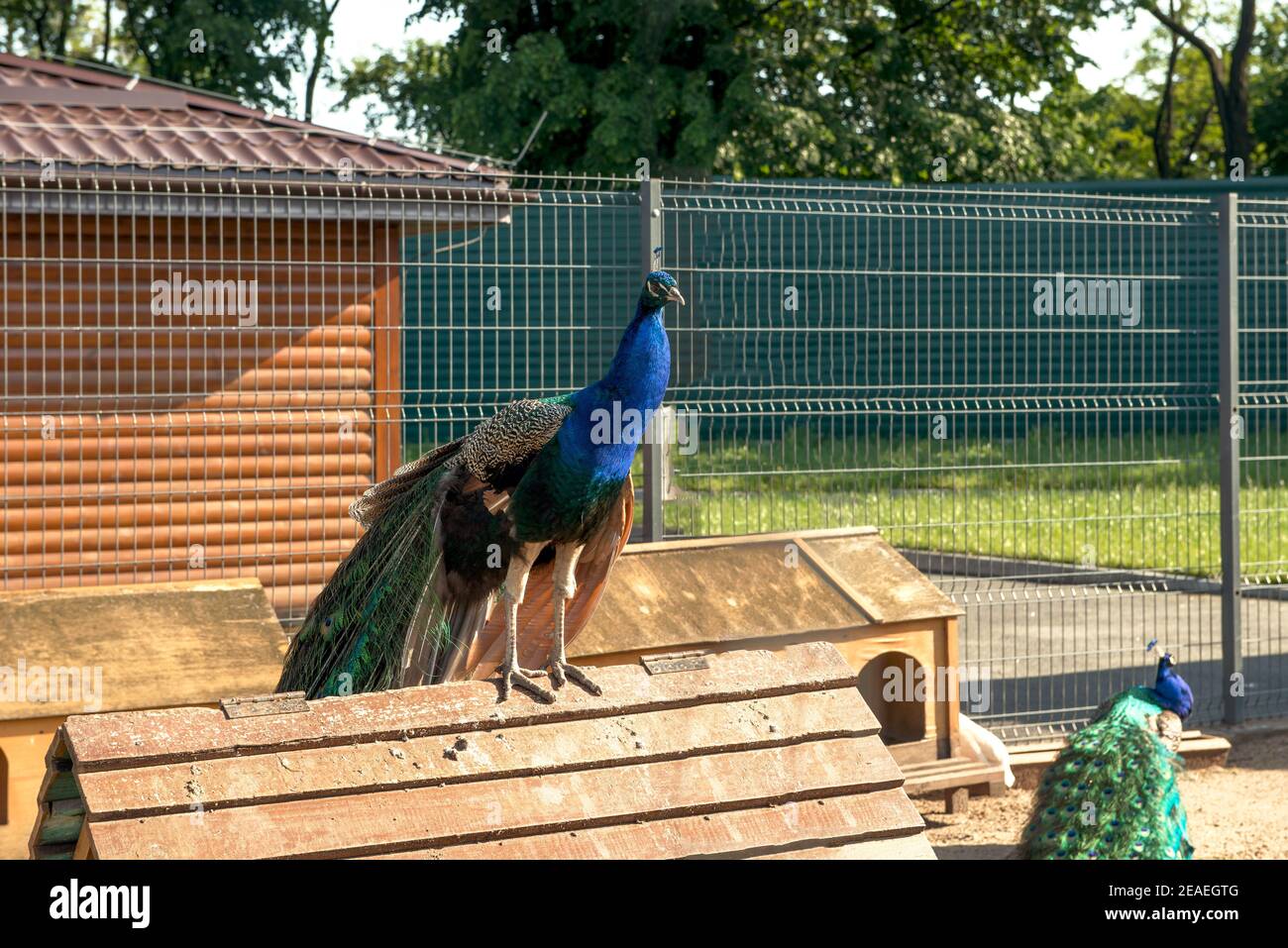 Peacock rooster hi-res stock photography and images - Alamy