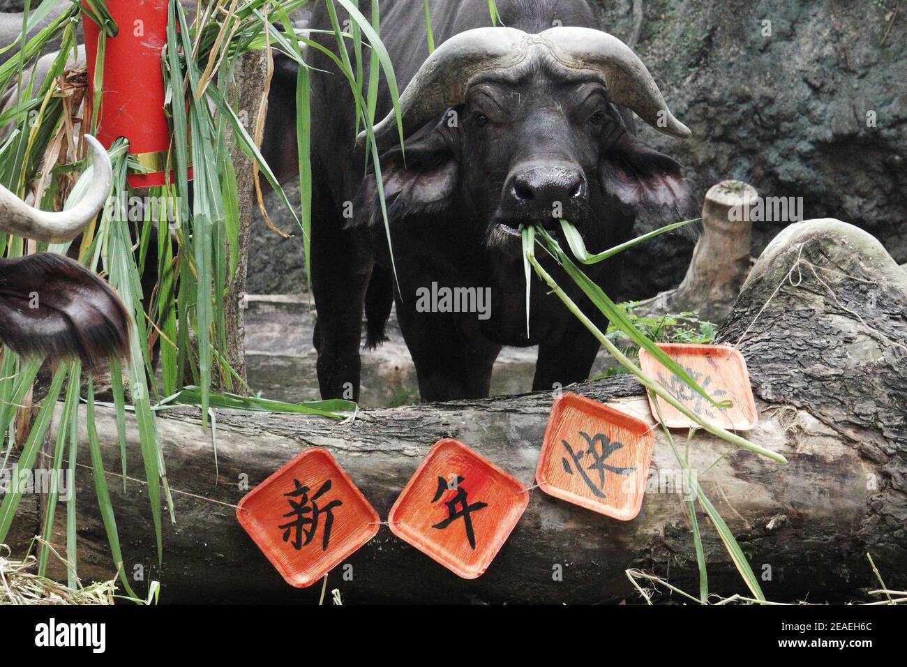 Singapore. 9th Feb, 2021. A Cape buffalo is pictured in the midst of ...