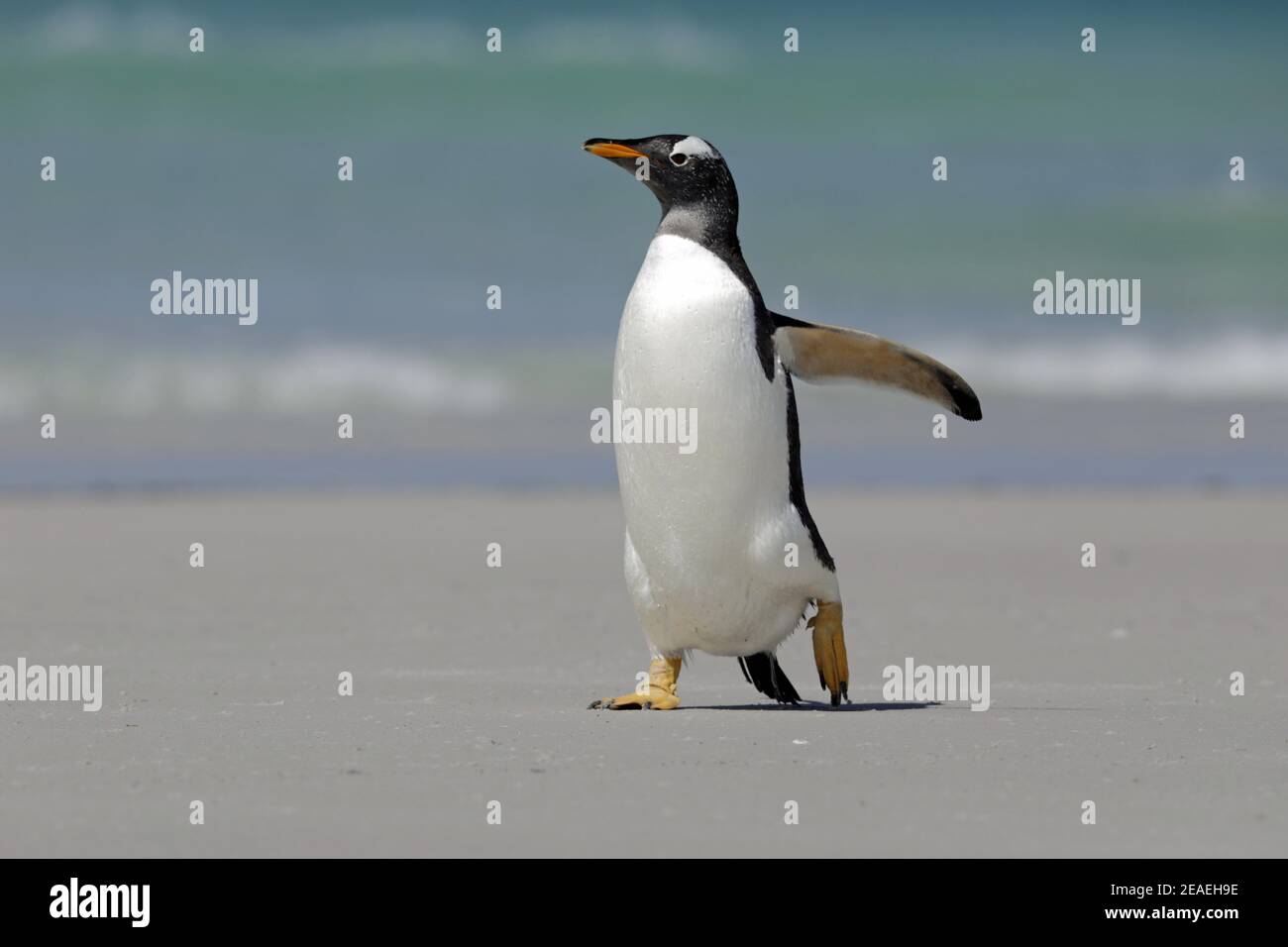 Penguin papua hi-res stock photography and images - Alamy