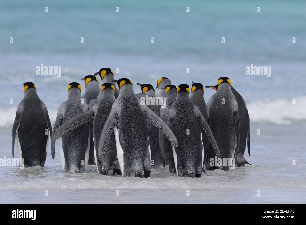 King Penguin, Aptenodytes patagonicus Stock Photo - Alamy