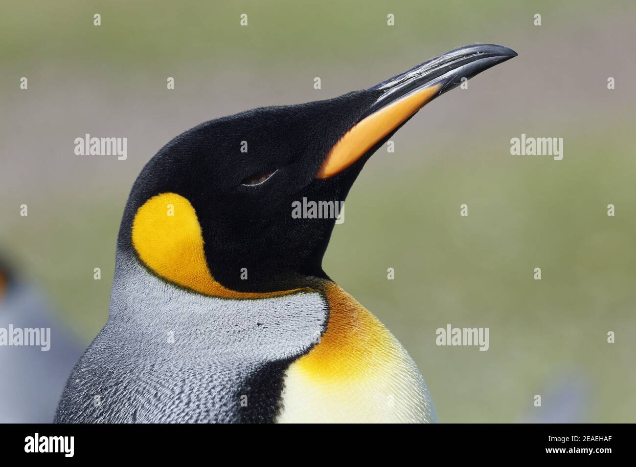 King penguin head hi-res stock photography and images - Alamy