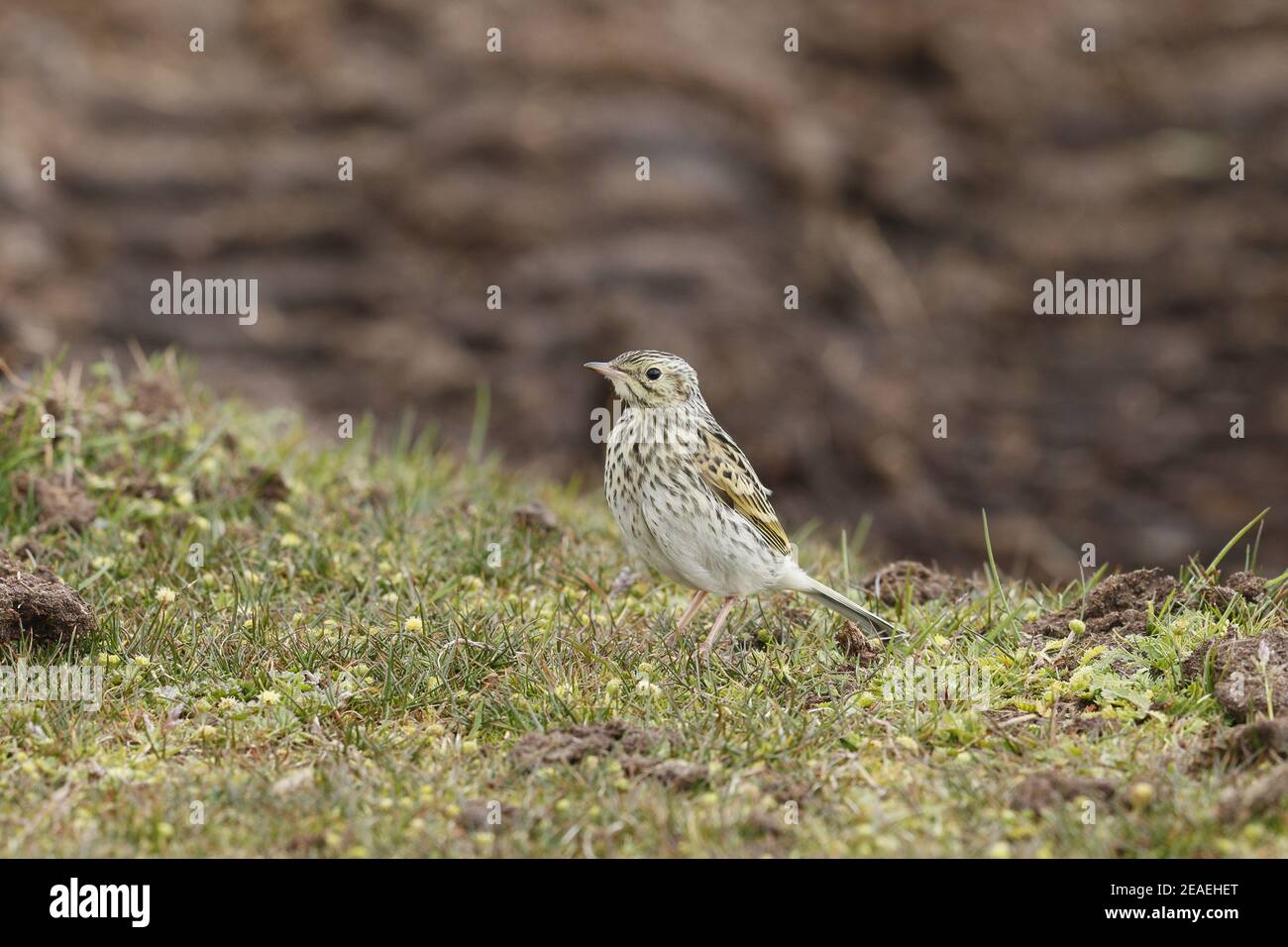 Correndera Pipit, Anthus correndera Stock Photo - Alamy